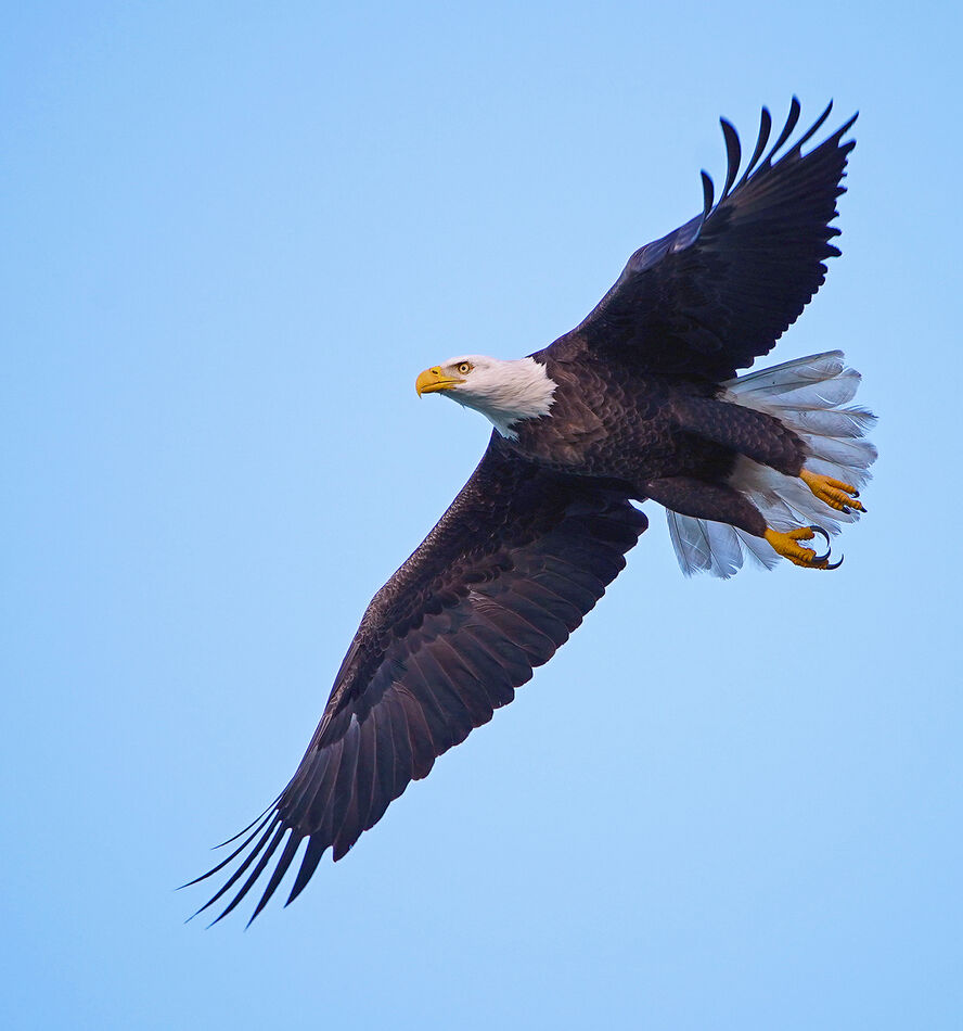 Another recent Eagle in flight: Going over my memory cards from recent ...