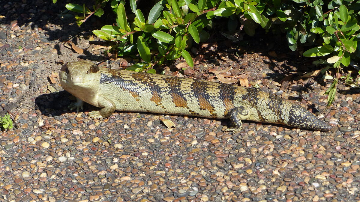 Blue Toungue lizard: one of several types found across Australia. This ...