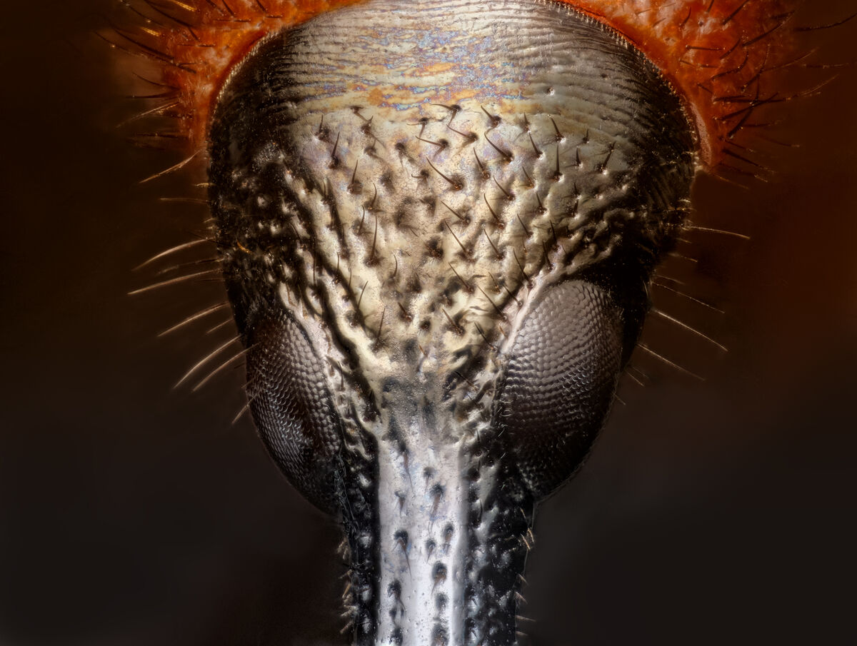 Weevil - 5X View: This is one of my preserved weevils staged for a ...