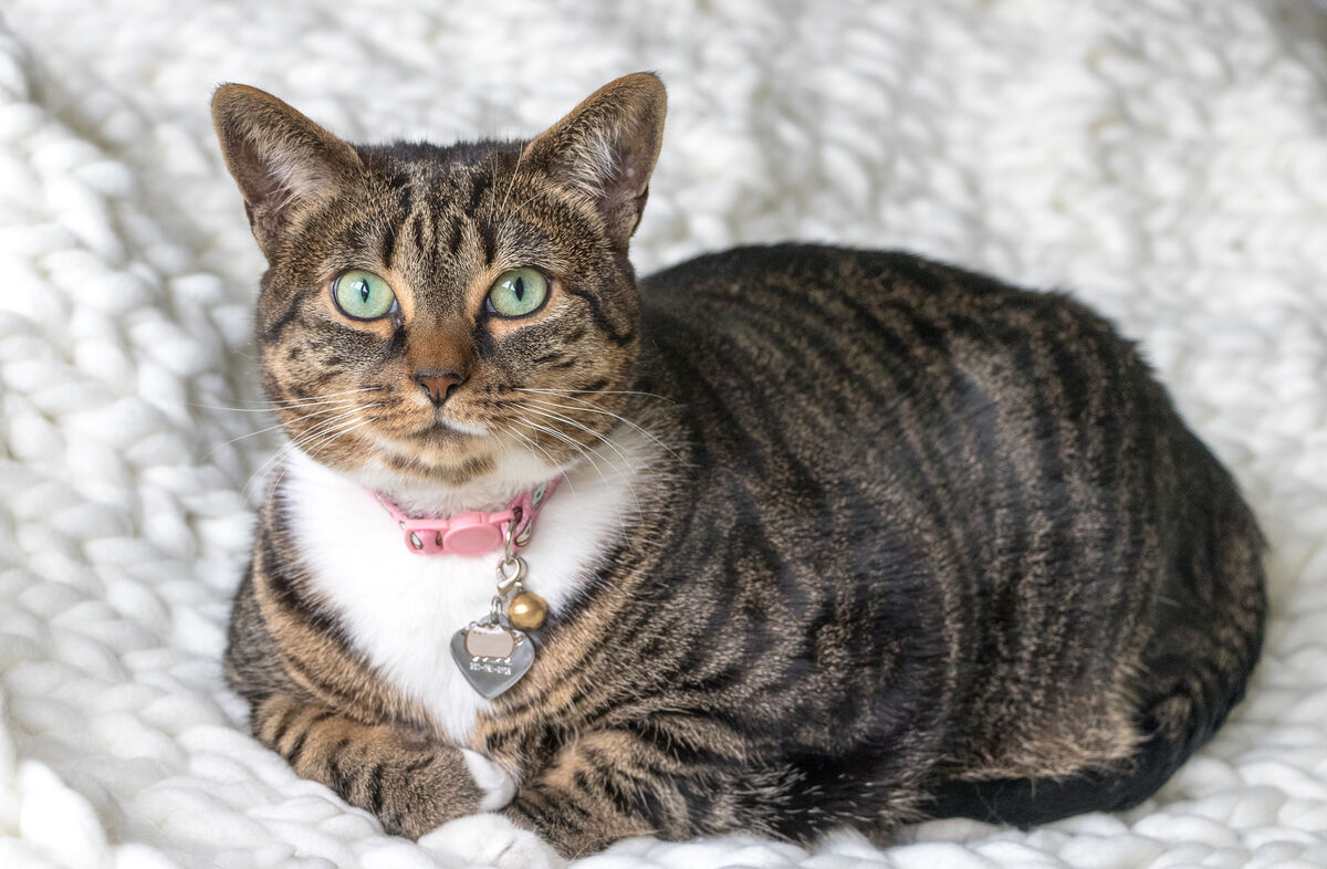 My kitty cat, Roux: Roux was adopted from the shelter thirteen years ...