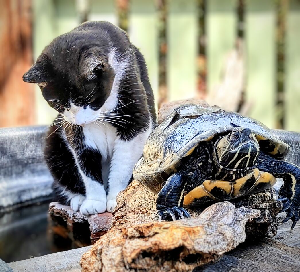 Oliver takes to pond life: Amy the turtle got a new pond back in ...