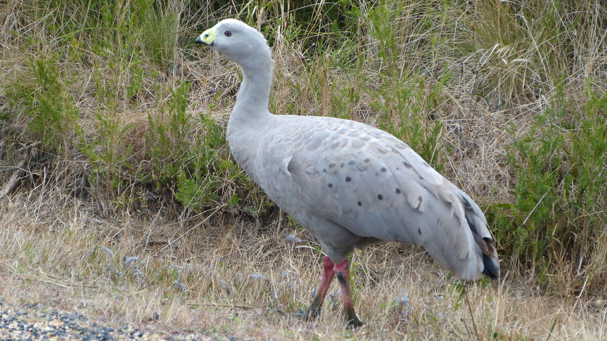 Cape Barren Goose: The Cape Barren Goose breeds on small islandsoff the ...
