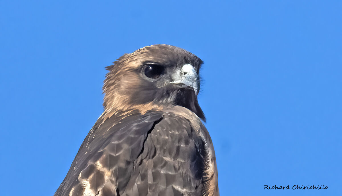 Hawk with a scripture: Red-tailed Hawk Rt 66 Kingman Az Thou wilt shew ...