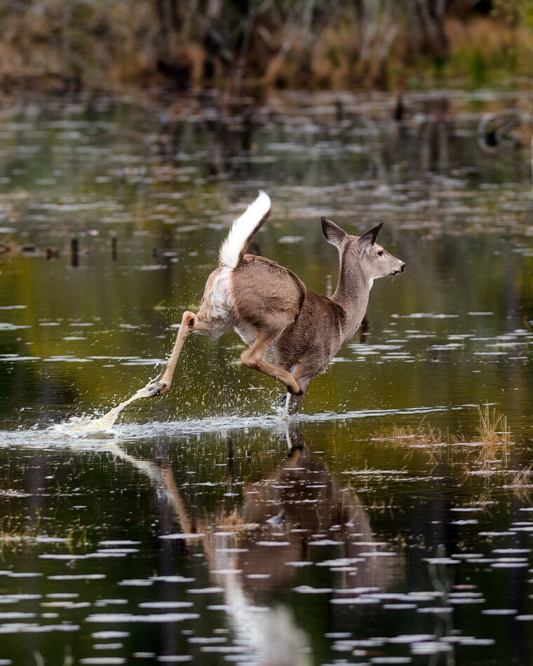 More of the Honey Mooning Urban Deer: The doe that was bedded with the ...
