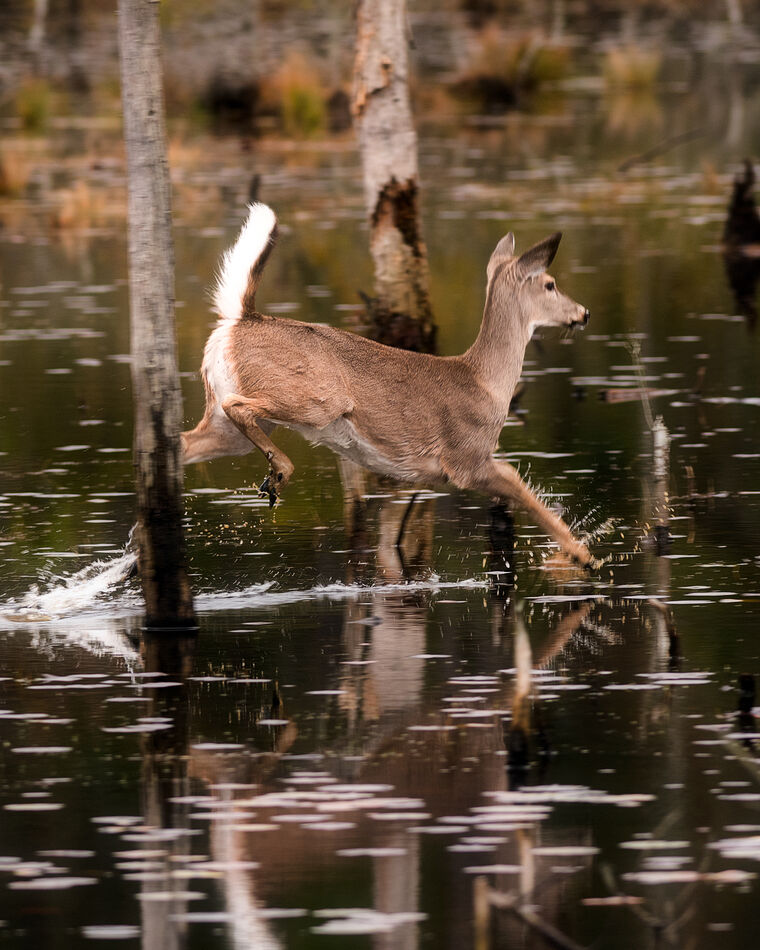 More of the Honey Mooning Urban Deer: The doe that was bedded with the ...