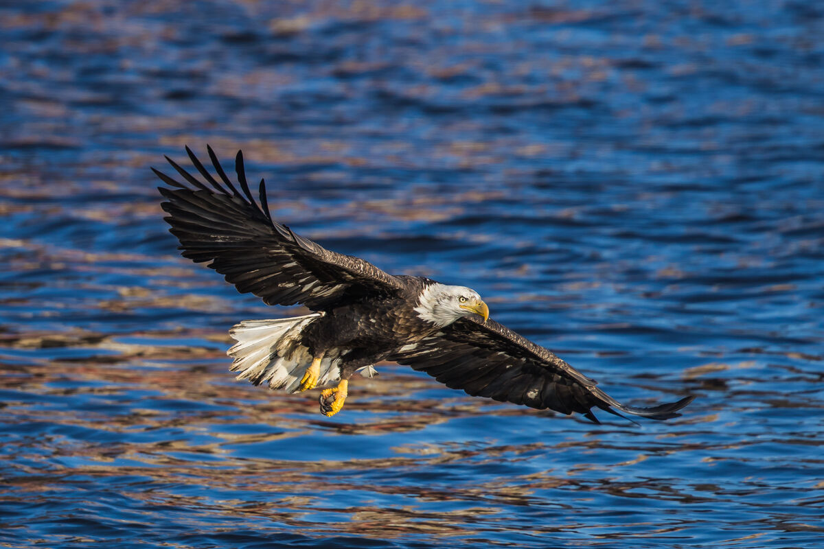Eagle late afternoon shots: I got these photos of an eagle flying over ...