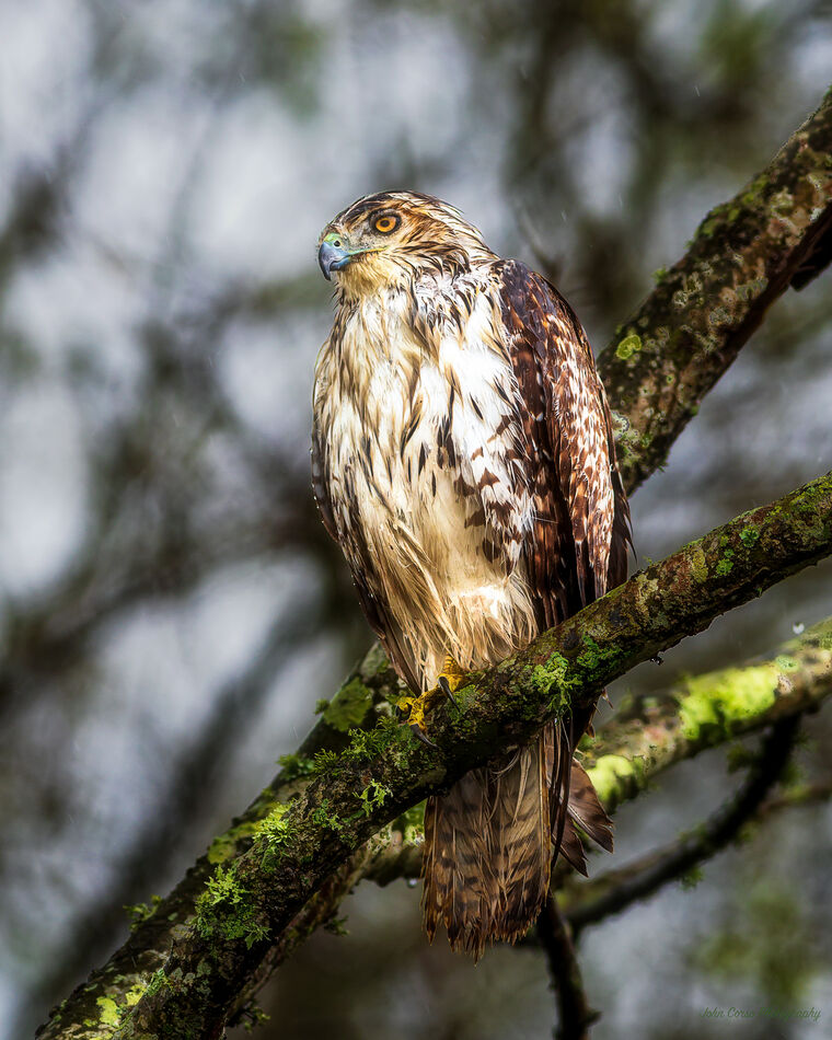 Wet Hawk-Dry Hawk: The first hawk was riding out a rain storm and ...