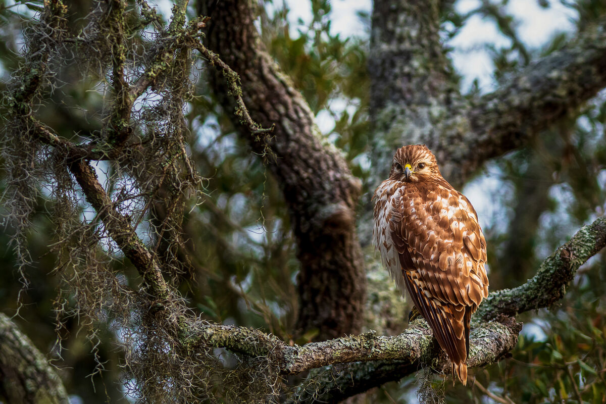 Wet Hawk-Dry Hawk: The first hawk was riding out a rain storm and ...
