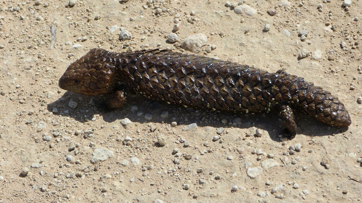 Shingleback Lizards: They are also known as Stumpy-Tailed,Sleepy Lizard ...