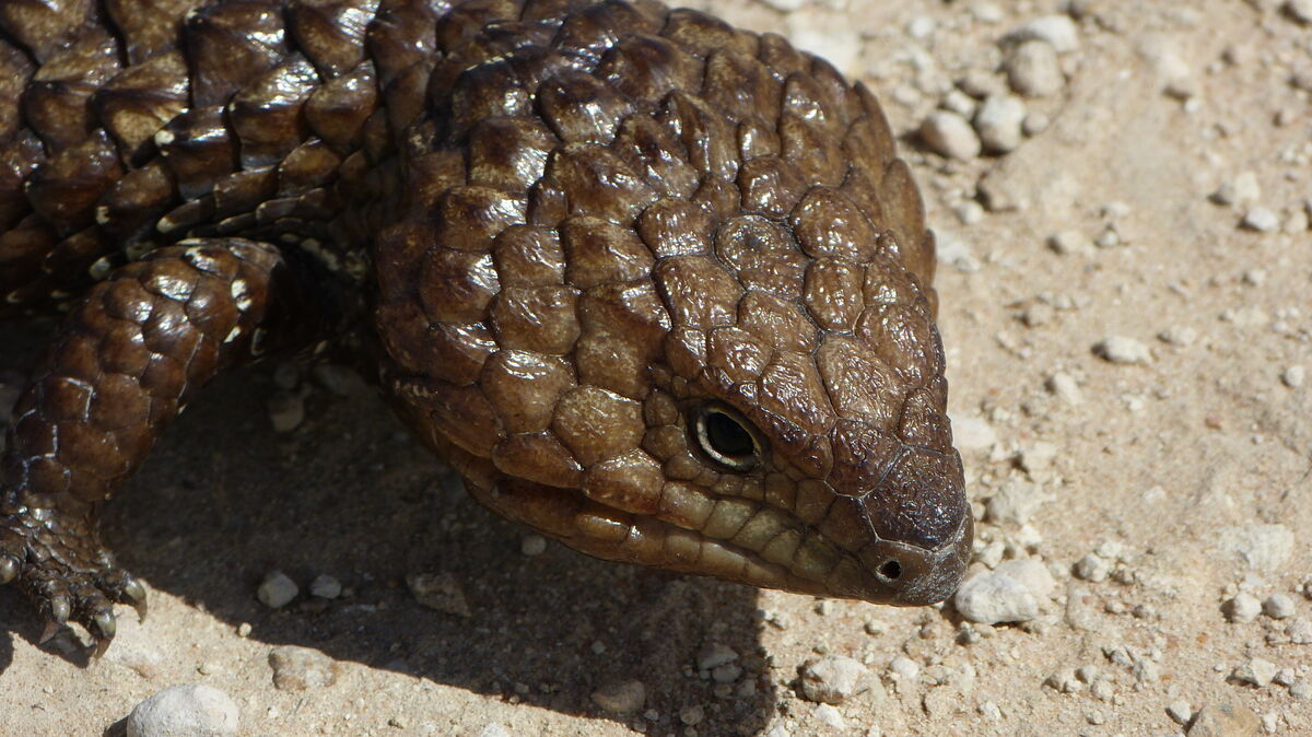 Shingleback Lizards: They are also known as Stumpy-Tailed,Sleepy Lizard ...