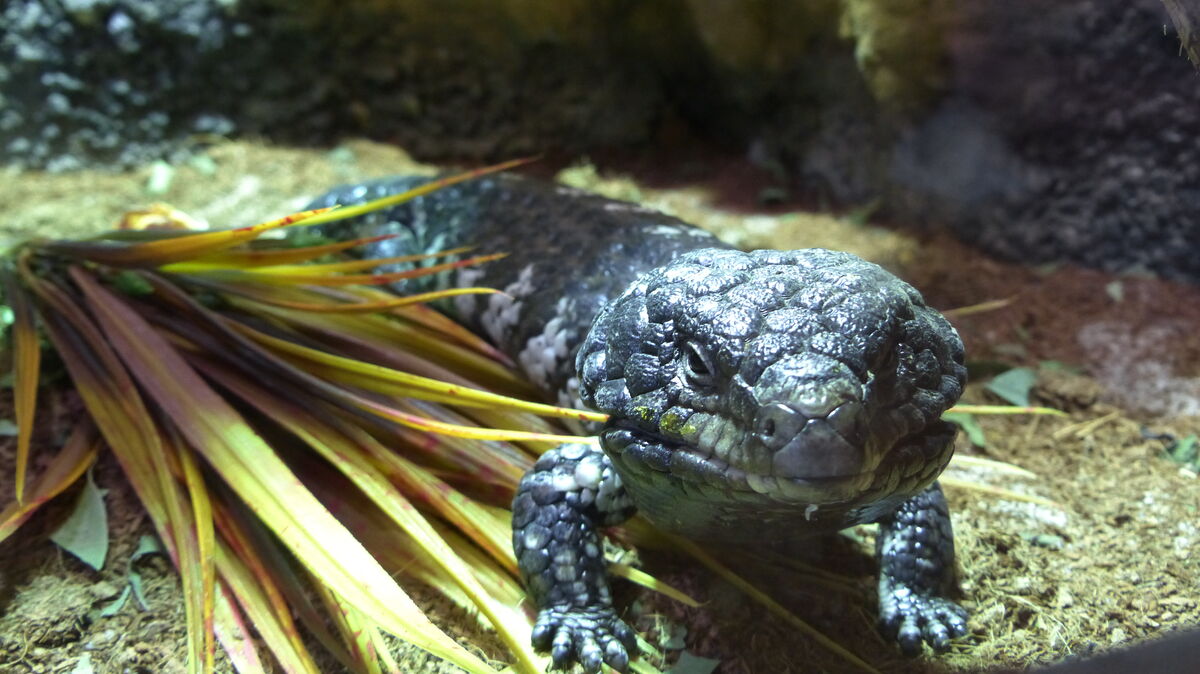 Shingleback Lizards: They are also known as Stumpy-Tailed,Sleepy Lizard ...