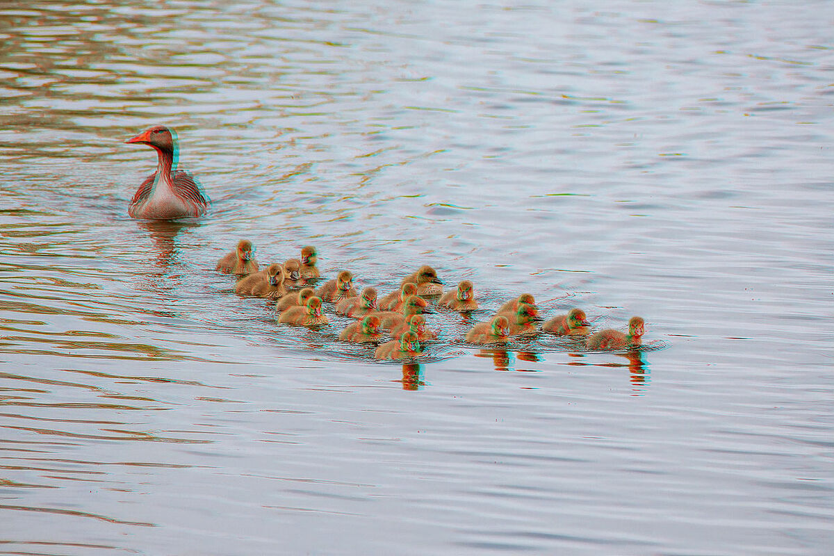 3D - Duck and Ducklings: Anaglyphic glasses are required to view it in ...