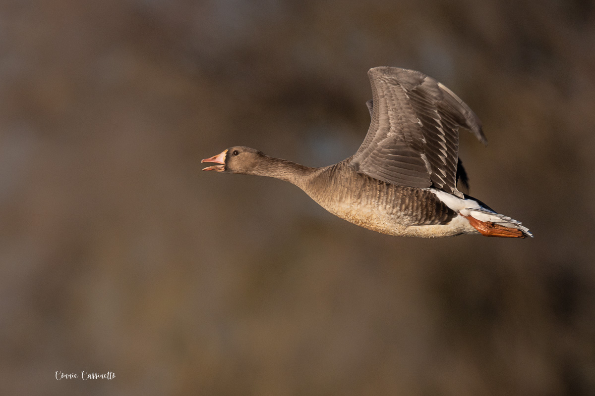 White-fronted Geese: Three White-fronted geese in flight.