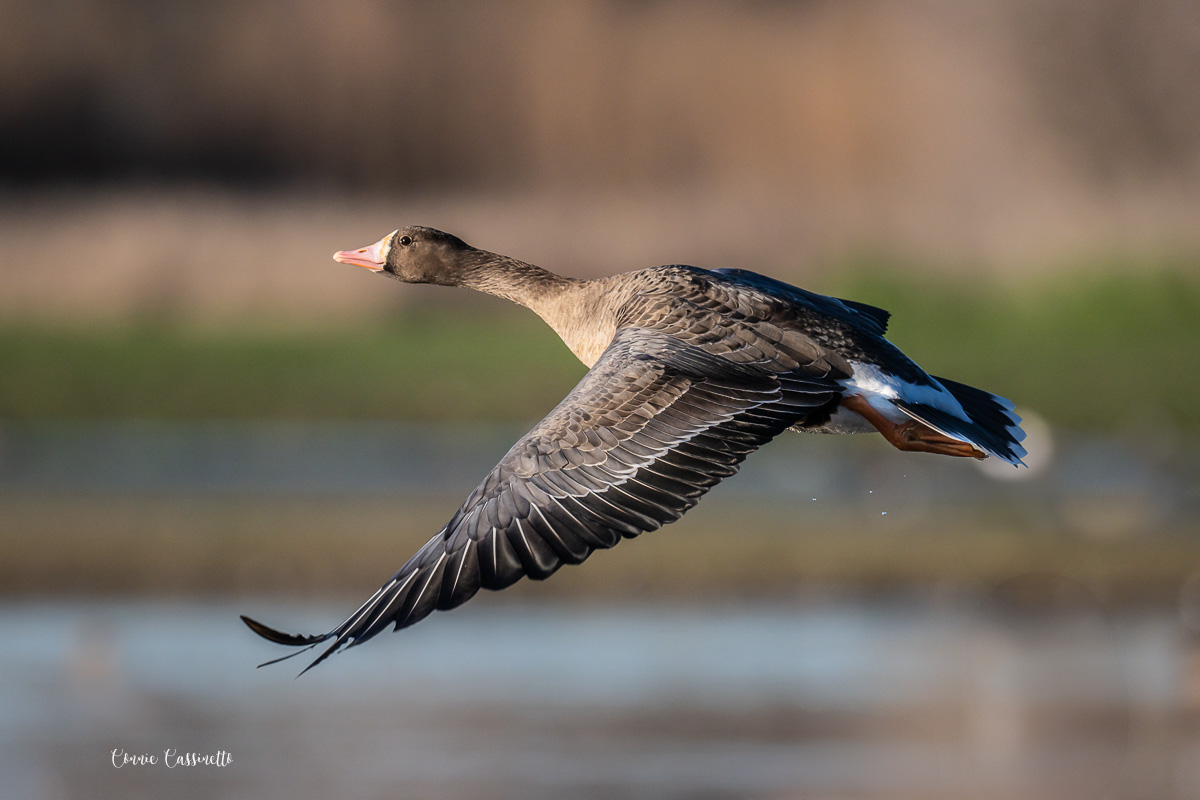 White-fronted Geese: Three White-fronted geese in flight.