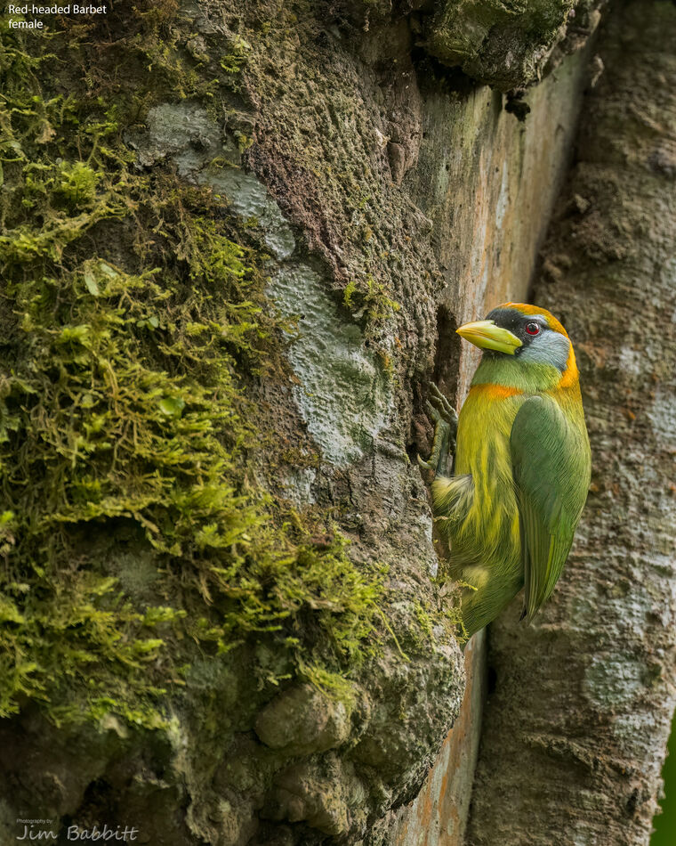Homemaker: There was some discussion when I posted the male Red-headed ...