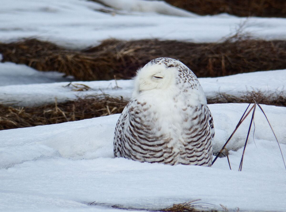 The Sleepy Snowy Owl: In January 2014 there were multiple sightings of ...