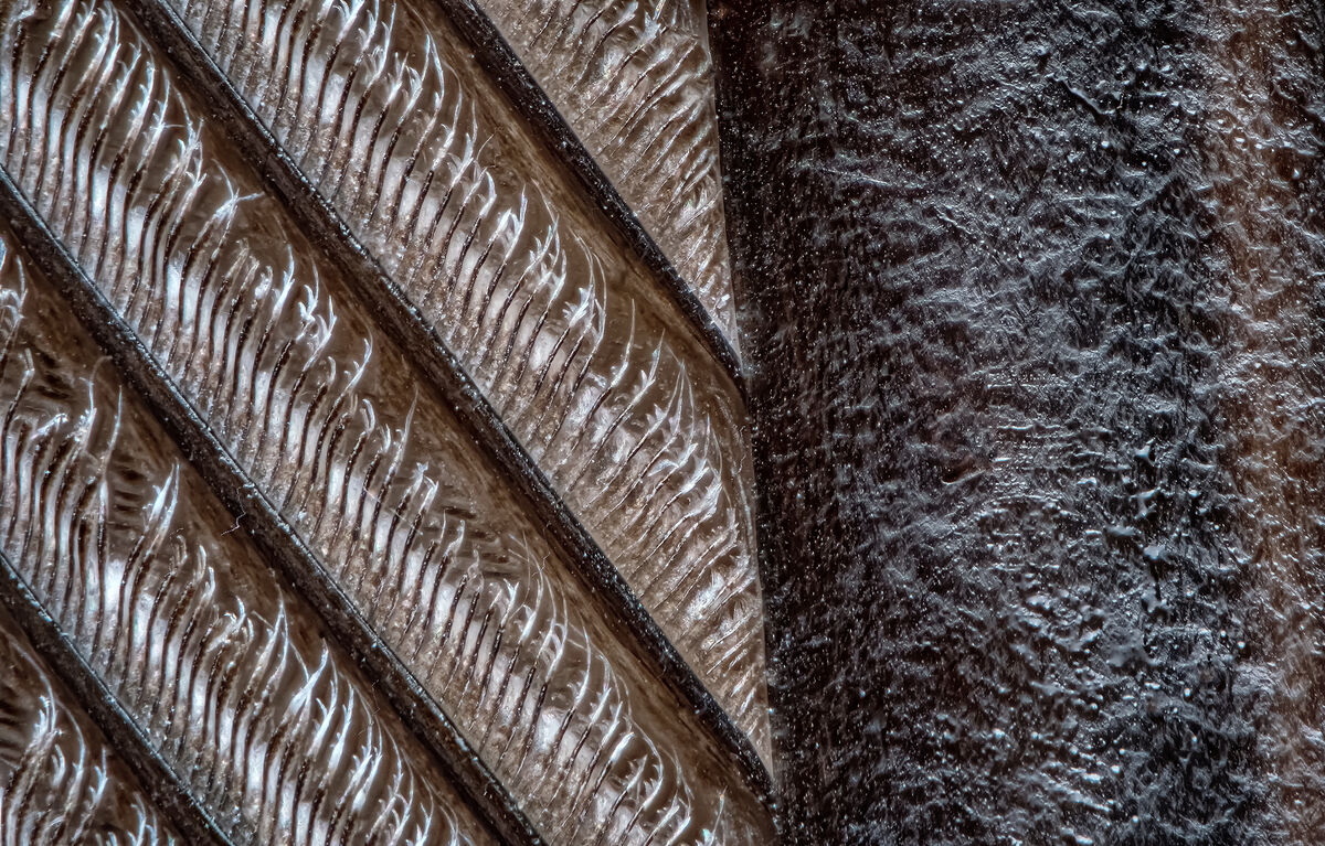Dove Feather - Magnified View: This is a focused-stacked image of a ...