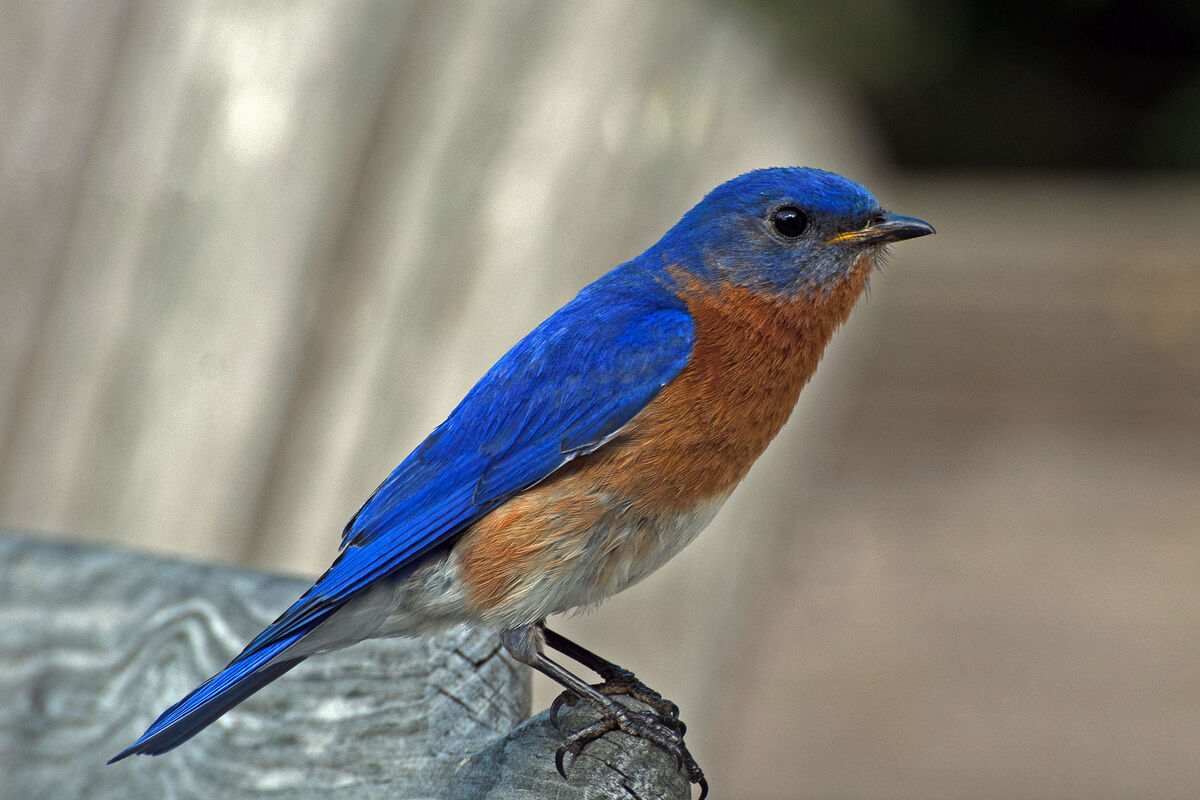 Bluebirds: Now is the time to come to the aid of northeastern bluebirds ...