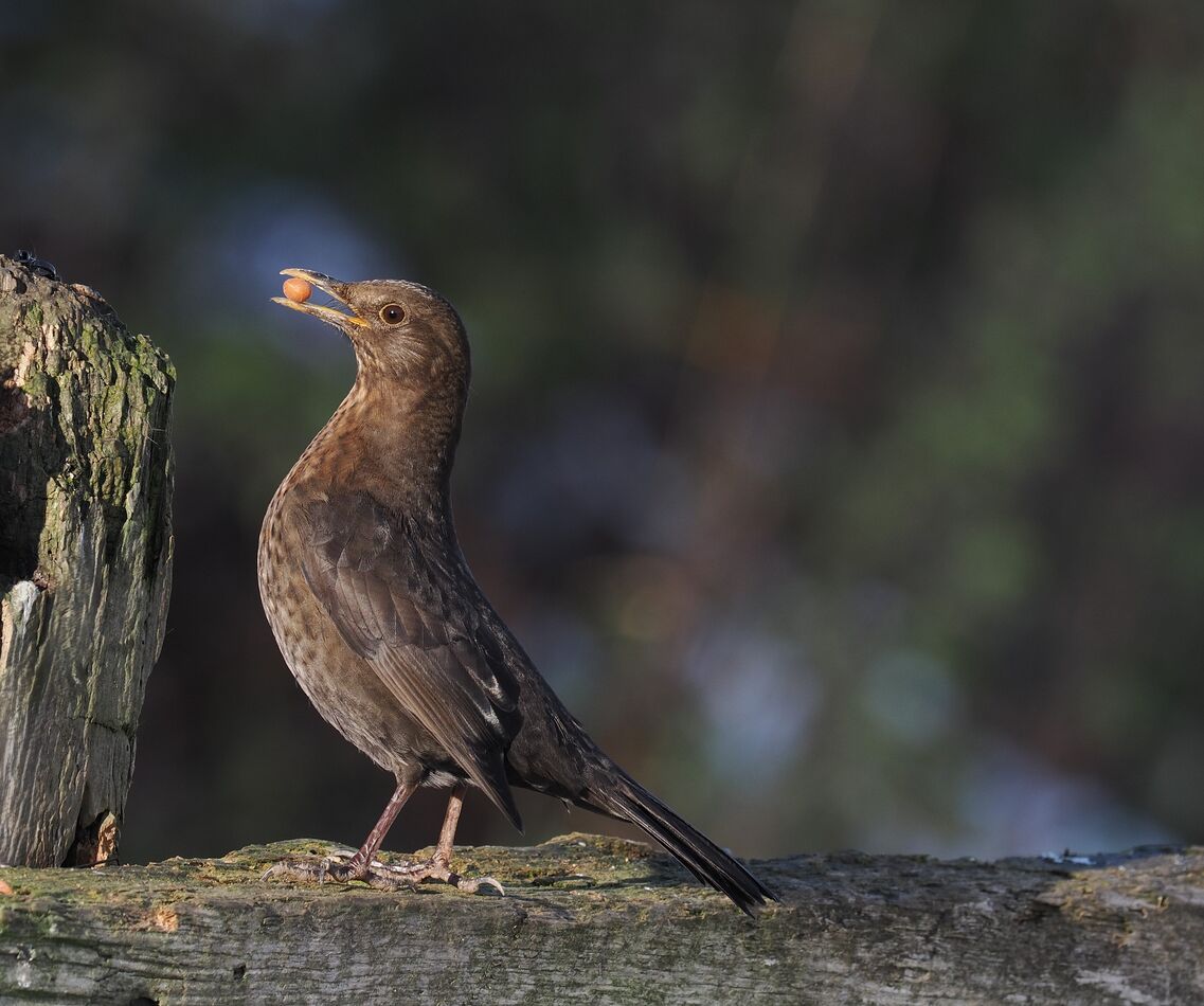 Adult female Blackbird: Female blackbird proudly displaying a Peanut I ...