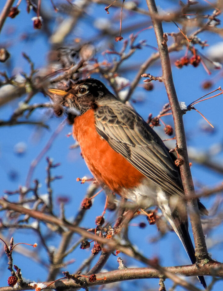 Robin I hardly knew you: I upgraded my camera from an A6500 to an A6700 ...