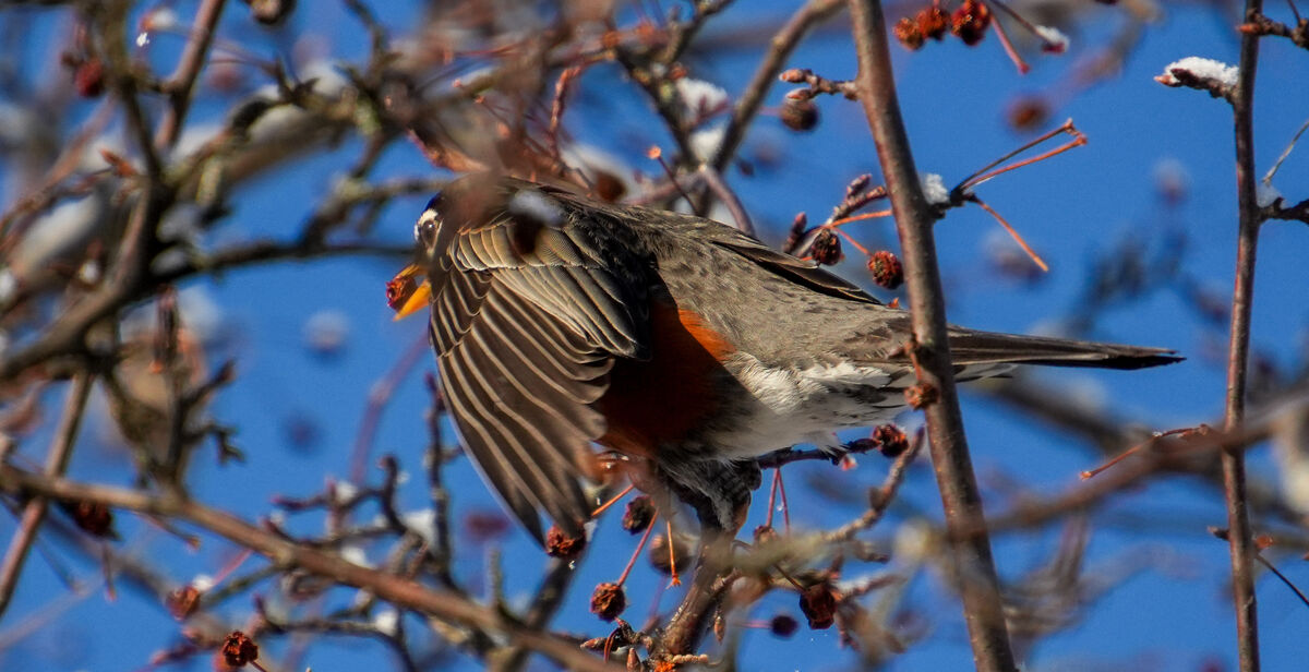 Robin I hardly knew you: I upgraded my camera from an A6500 to an A6700 ...
