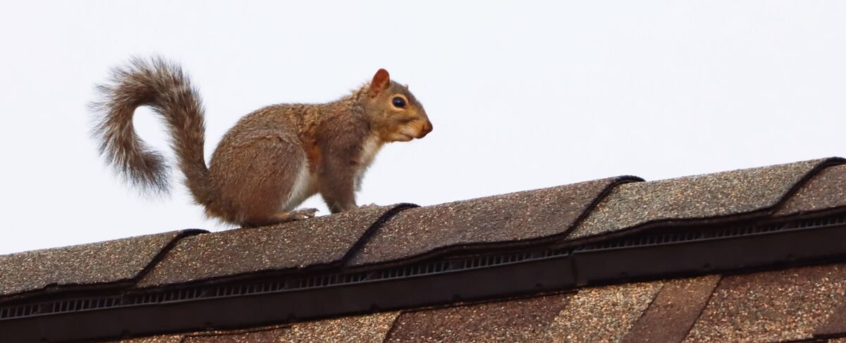 A runaway squirrel: Sometimes, when my squirrels see me, they come ...