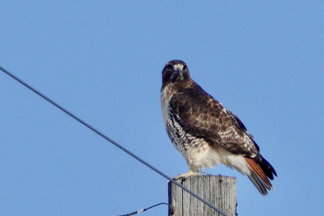 Red Tailed Hawk: This fine looking hawk was sitting on one of the ...