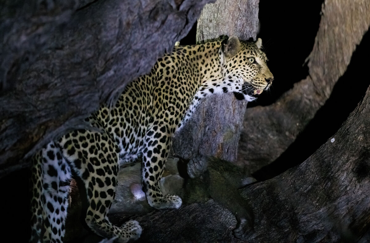 Hunt, sleep eat repeat! The leopard was rather close to our camp with his or her prized baboon ...