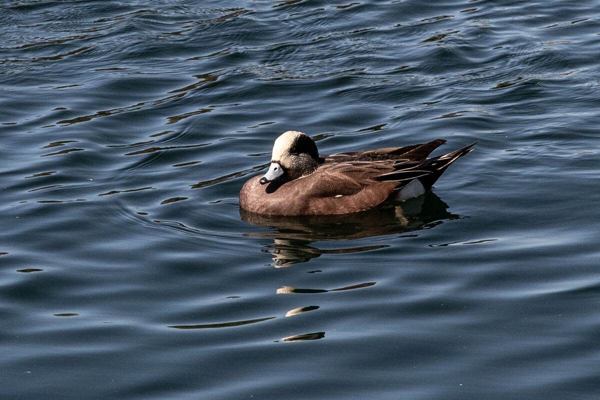 WINDY DAY DUCKS: Gilbert, Arizona Riparian Water Park ducks.