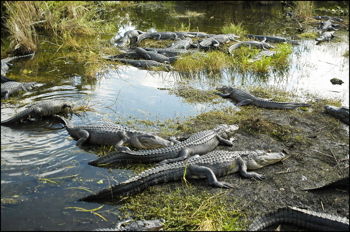 Two questions: 1. How many alligators do you see in this photo (a part ...