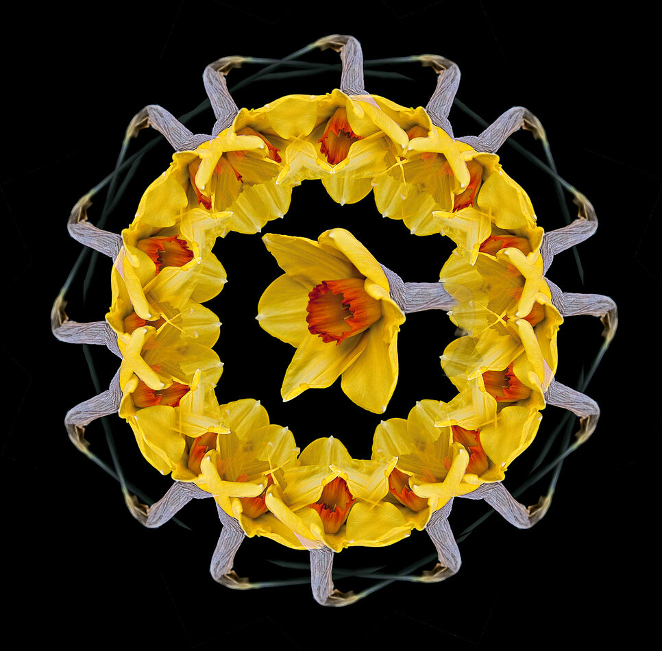Daffodils all in a Circle: One of my mandalas created from a daffodil ...