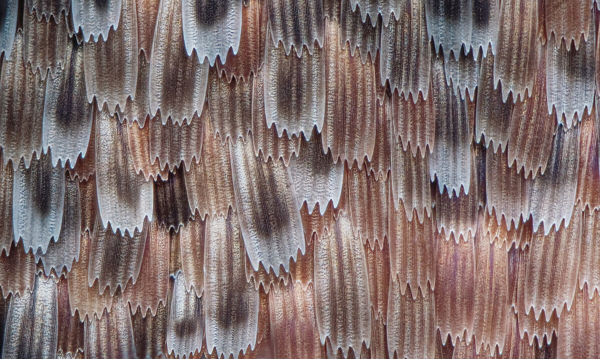 Moth Wing Scales - 20X View: This is a 20X magnification view of the ...