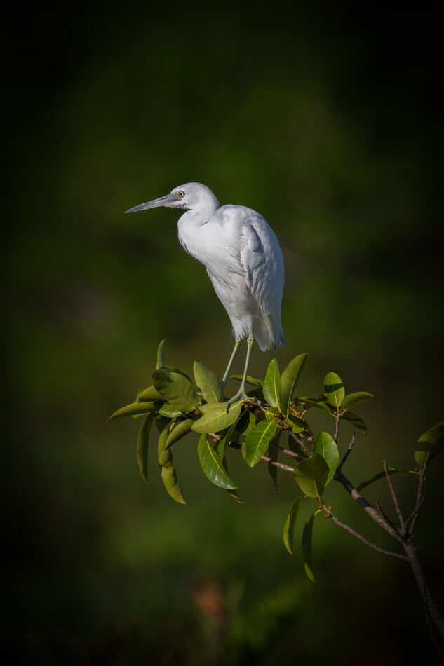 3rd party lens question: I'm shopping for a couple lenses. I have ...