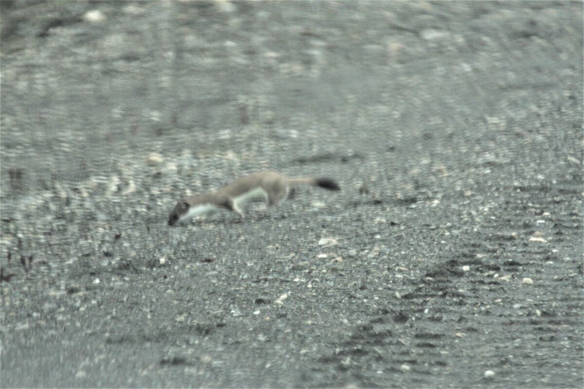 ermine: This was taken outside of Nome, he ran across the road in front ...