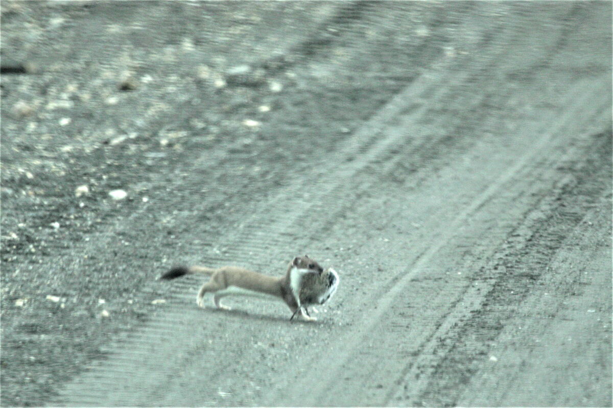 ermine: This was taken outside of Nome, he ran across the road in front ...