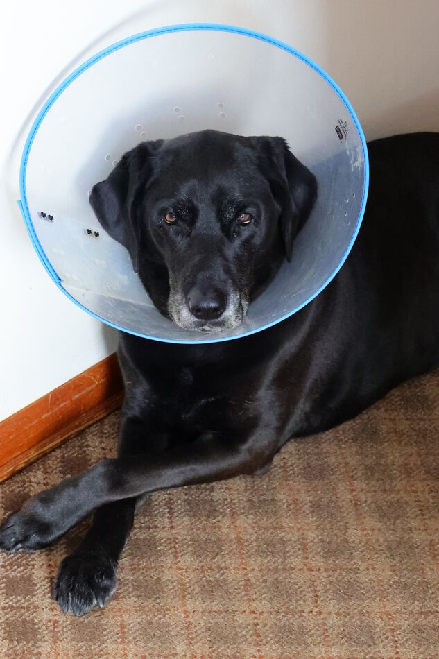Easter Bonnet? Friday Laci had surgery on her bottom lip. She is well ...