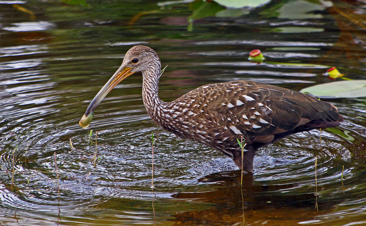 Today's Limpkin: With Fresh water clam ..... Canon 1D mk IV, Canon 70 ...