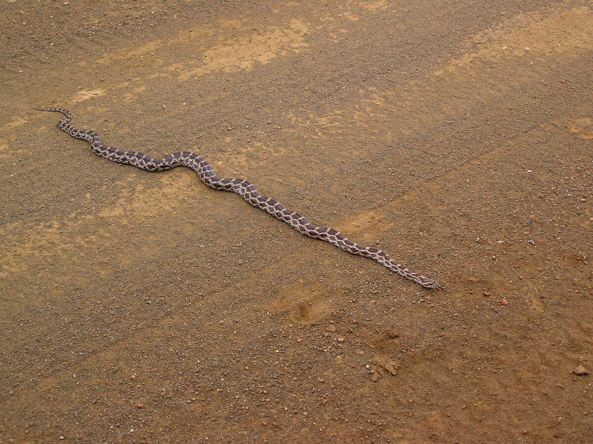 great plains rat snake: another of the "good" guys. Of course ALL ...
