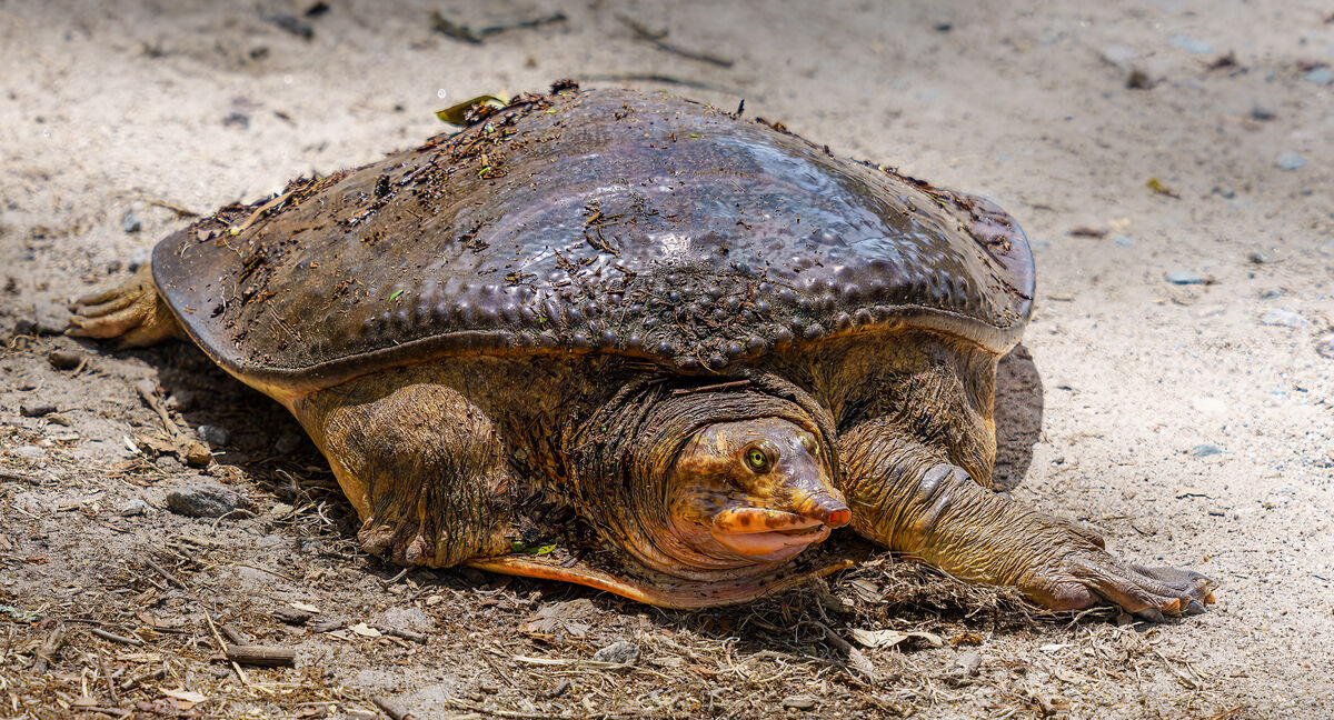 2018 Savannah National Wildlife Refuge critters: The gators were ...