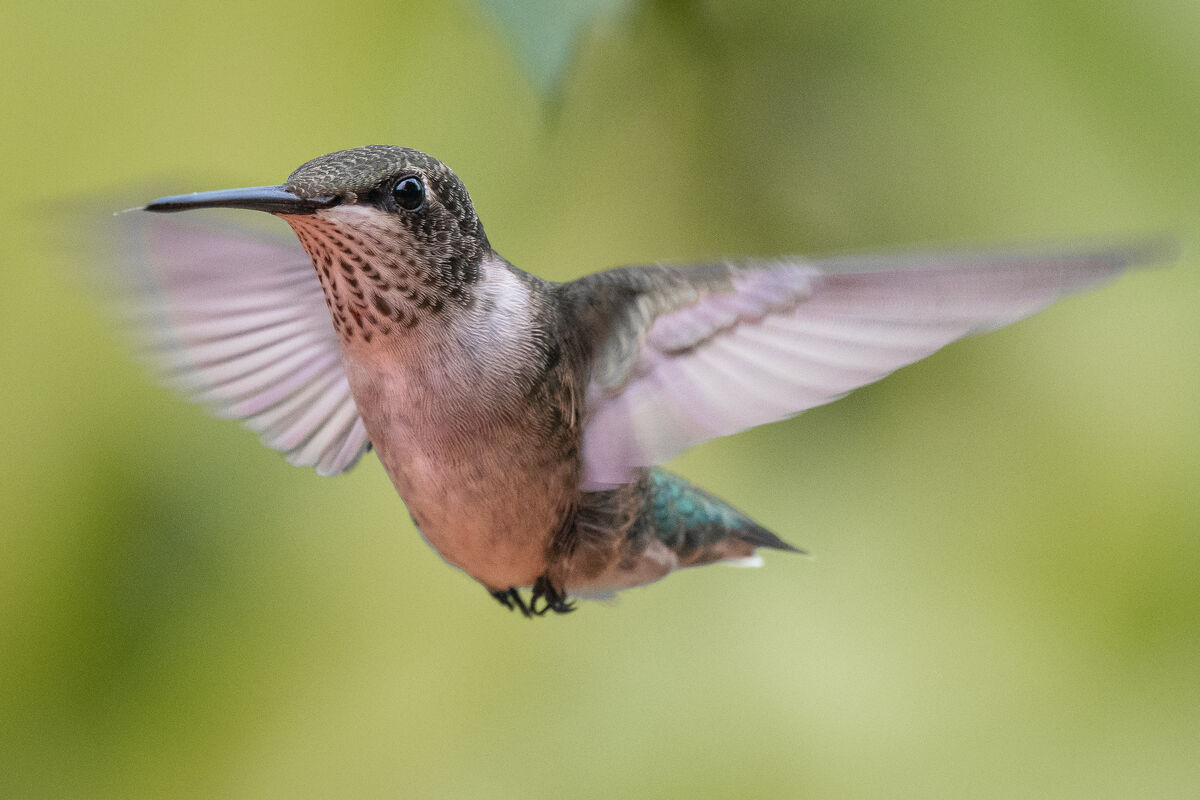 Hummers: Love freezing these super fast creatures.