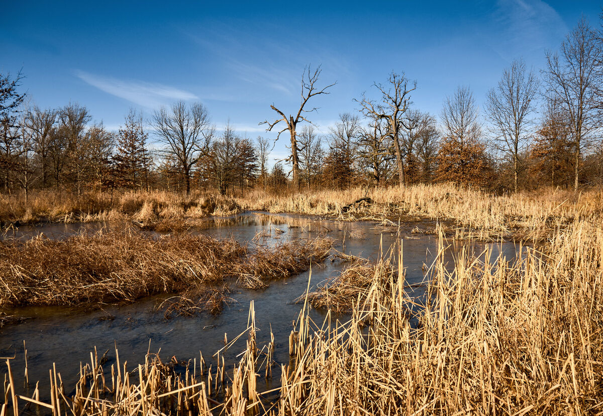 Restored Wetland: My walk this morning took me through a wetland ...