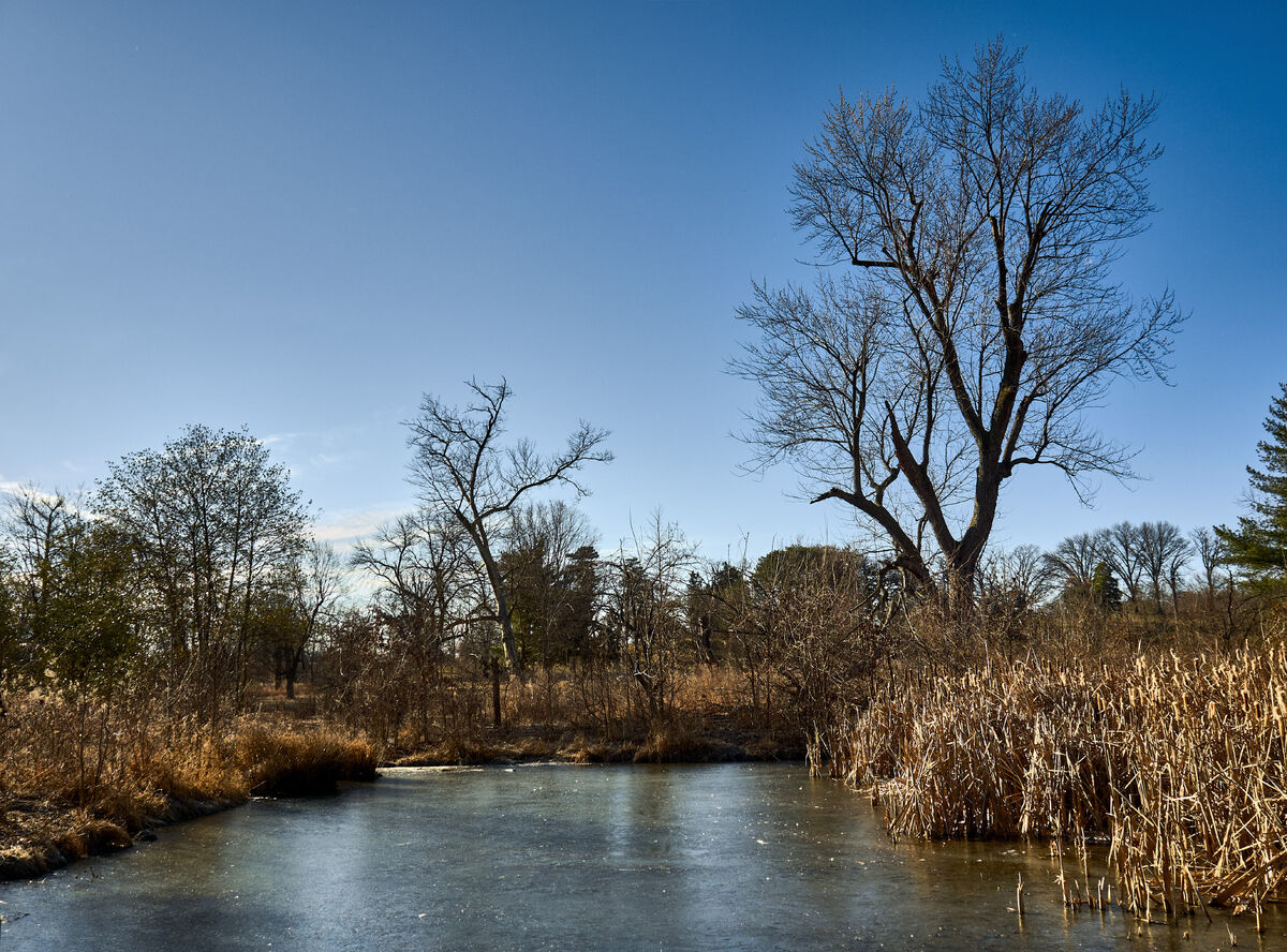 Restored Wetland: My walk this morning took me through a wetland ...