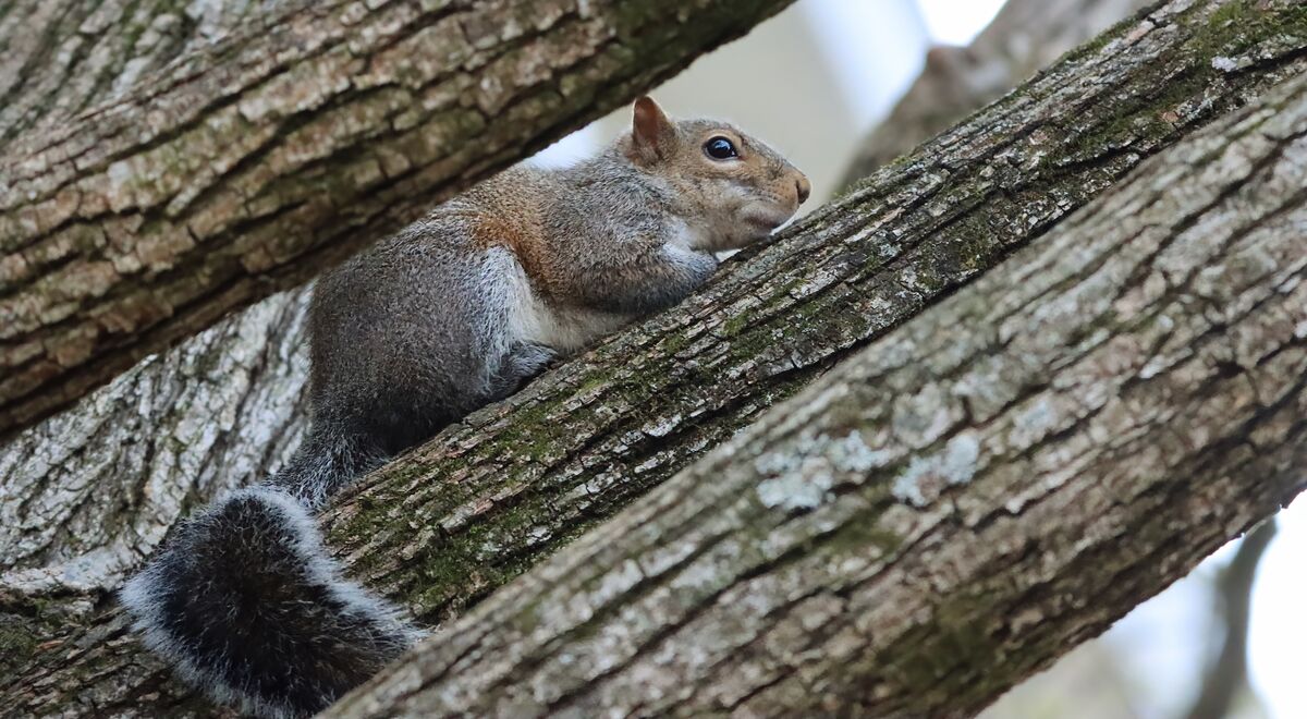 A very scared squirrel! If you jump over into the bird section, you ...