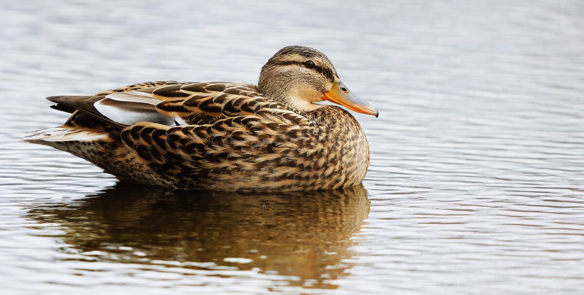 A duck enjoying a new little pond: While the pond has slowly returned ...