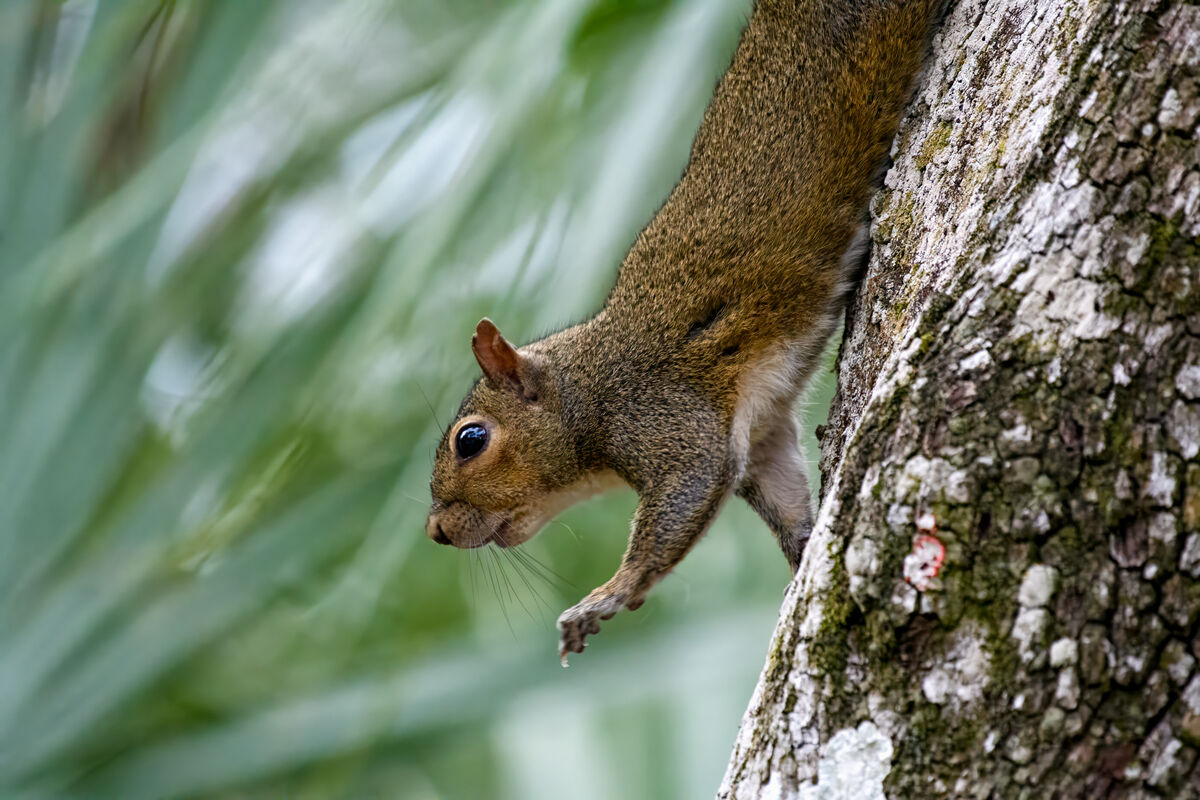 Squirrels: Through our travels this past winter, we encounters quite a ...