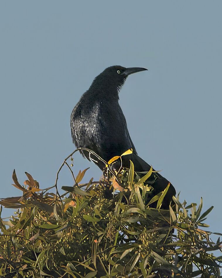 03 20 25 Just Two: I started late today and only captured a few shots ...