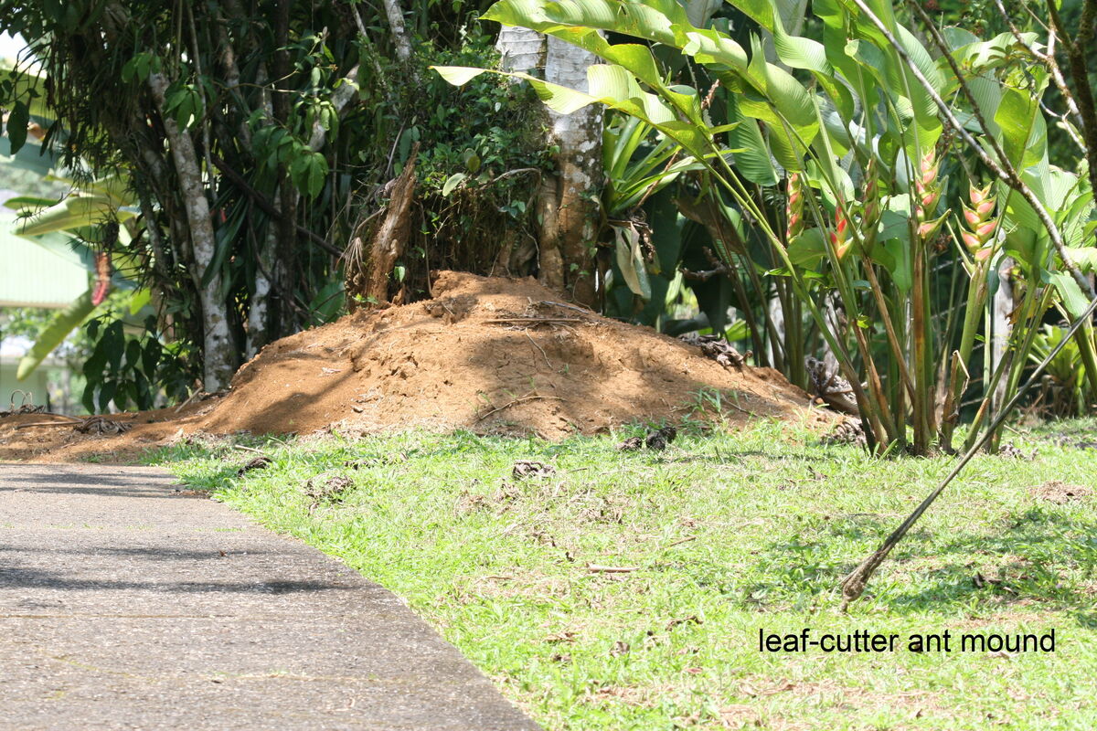 leaf cutter ant: posted the pic with people in it so you could get a ...