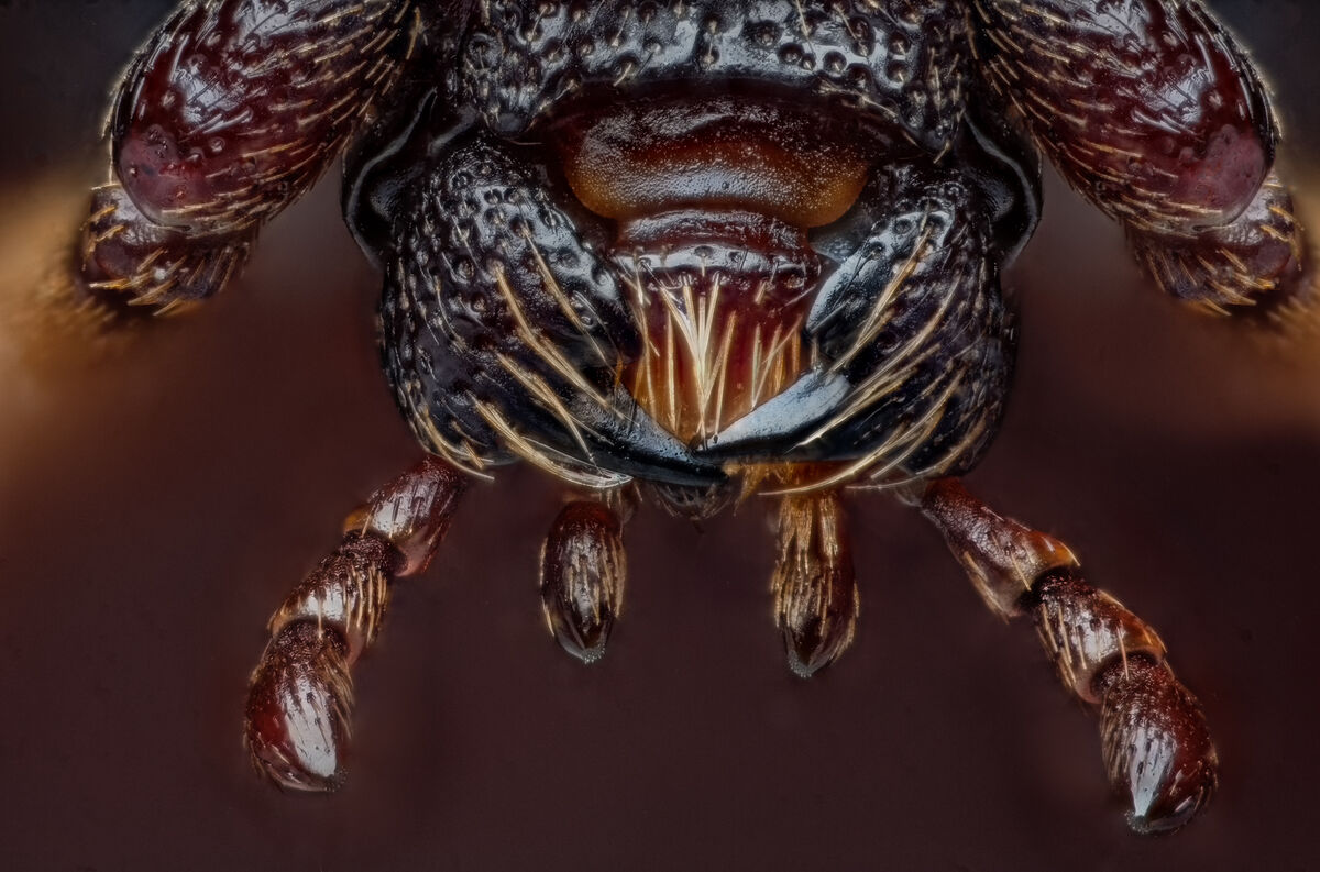 Black Caterpillar Hunter: I posted this in True Macro and I'll share it ...