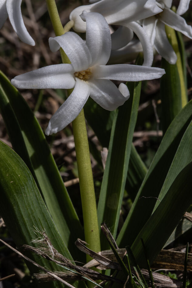 Sweet fragrance on the west breeze: Featuring the Hyacinth Sisters D810 ...