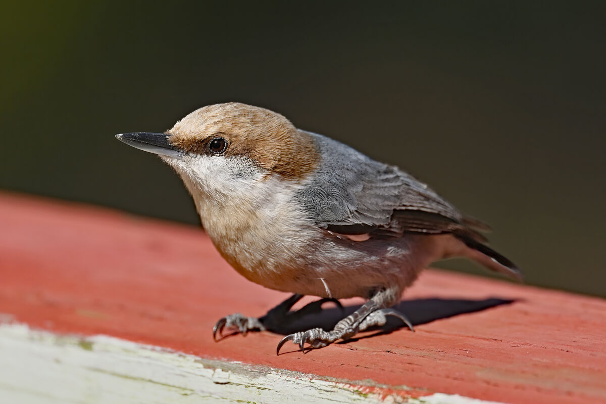 Brown-headed nuthatch - a close encounter on the deck: Cary, NC. March ...